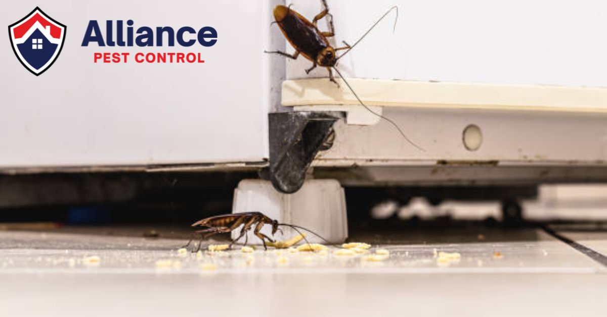 Amazing Alliance Pest Control Gallery